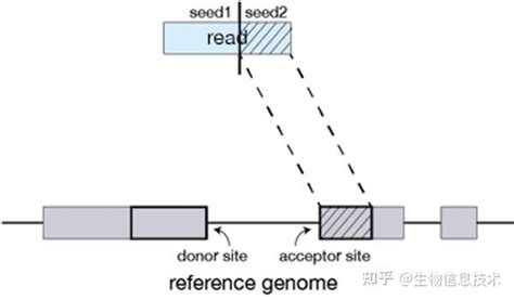Rna Seq序列比对工具 Star 知乎
