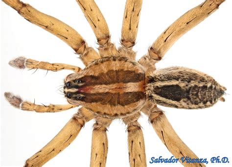 Class Arachnida Araneae Lycosidae Rabidosa Santrita Wolf Spiders Male