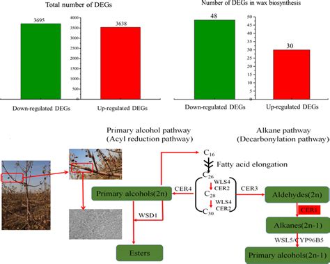 Screening For Differential Gene And Examination Of The Transcriptomes Download Scientific