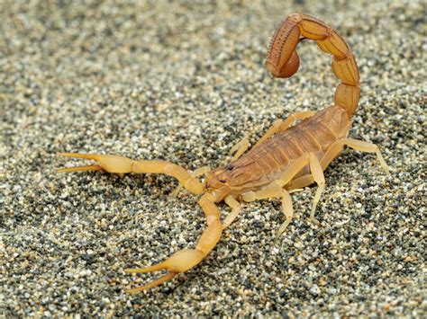 Most Dangerous Scorpion In The World