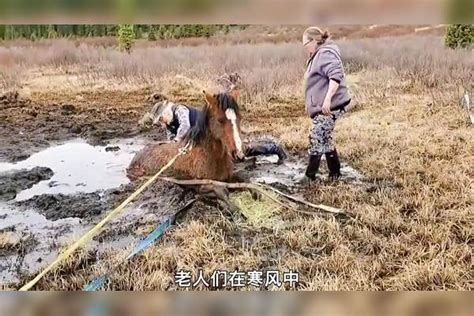 可怜的小马困在泥潭几天几夜3位好心大爷机智施救帮它脱困 泥潭 好心 脱困