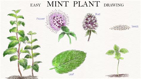 Easy Mint Plant Drawing पुदीना पौधे का चित्रण পুদিনা উদ্ভিদ অঙ্কন Simple Mint Plant