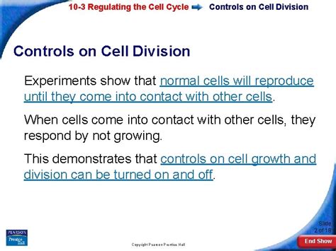 10 3 Regulating The Cell Cycle Slide 1