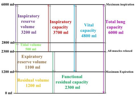 Calculating Tidal Volume Monbool
