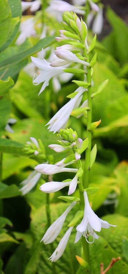 Green Bush Hosta Flower Hosta Leaves Nature Background Image Stock Image Image Of Close
