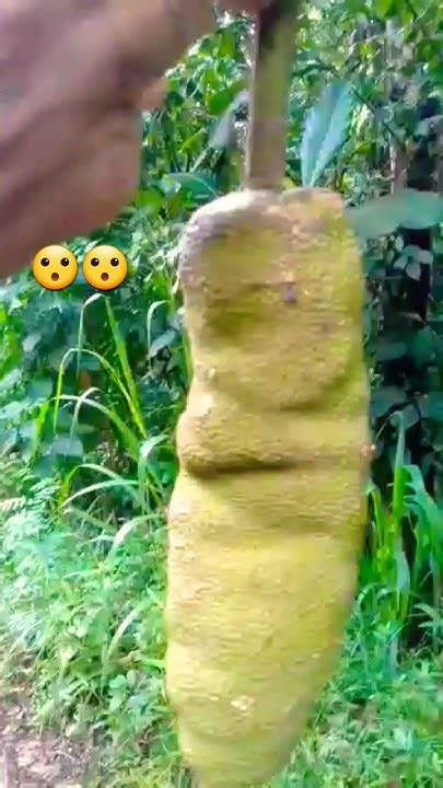 කැලෑ දෙල් 🤪🤪🤪 Youtube