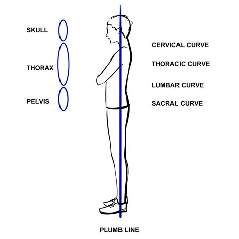 Dance Resource Alignment And Posture Georgina Butler