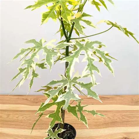Buy 1 Variegated Maya Spinach Tree Rare Affordable Price