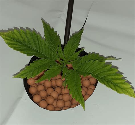 One Month Of Treatment From The Dreaded Pythium Has Her Back On Track