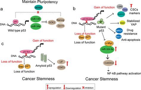 Schematic Showing P53 Role In Cancer Stemness A Wildtype P53 Can Download Scientific Diagram