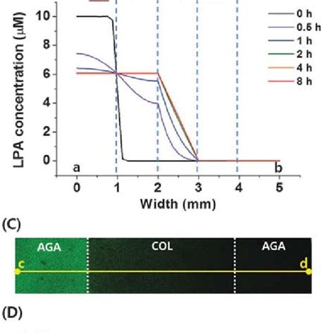 Microfluidic Device For Cell Migration Assays A Schematic Diagram Of Download Scientific