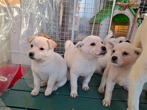 믹스견 분양해요 유기견무료분양 유기견보호센터