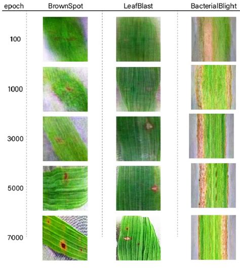 Figure 8 From A High Quality Rice Leaf Disease Image Data Augmentation Method Based On A Dual