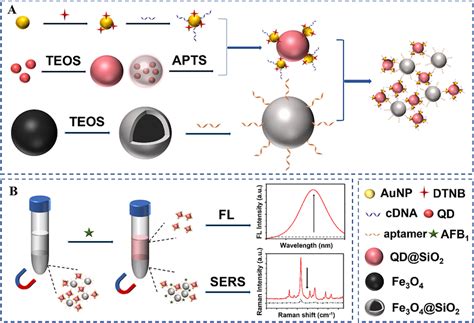 A The Aptasensor Synthesis Process And B Afb1 Detection Process Download Scientific Diagram