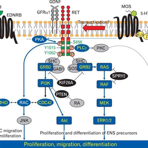 Possible Signalling Pathways Involved In Enteric Neurogenesis By A Download Scientific Diagram