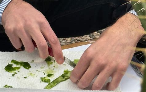 Tissue Sampling A Desert Botanical Garden Icon Desert Botanical Garden