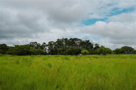 Landscape Of A Grassy Field With Trees In The Distance And A Cloudy Sky Overhead Stock Image