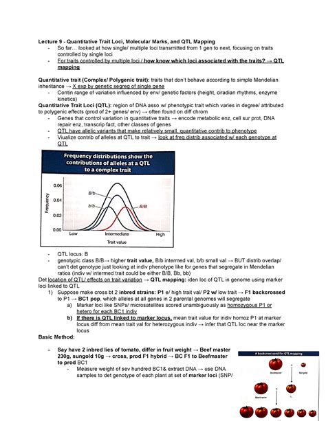 Bio 202 Lecture 9 Quantitative Trait Loci Molecular Marks And Qtl