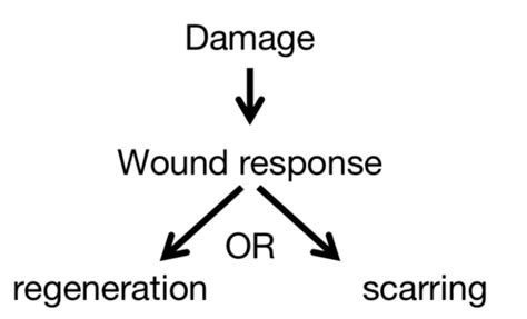 Lecture 14 Regenerative Biology Flashcards Quizlet