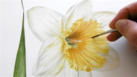 Daffodil Watercolor At Explore Collection Of