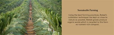 Bateel Assorted Premium Dates Grocery And Gourmet Food