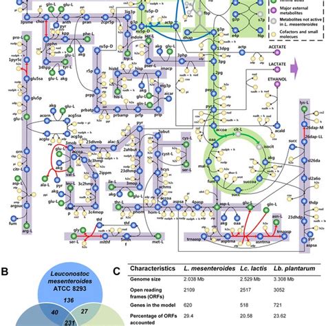 Utilization Of Phosphotransferase System Pts For Glucose Uptake A Download Scientific