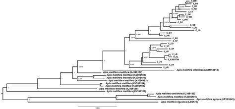 Bayesian Inference Bi Phylogenetic Tree Constructed With Mrbayes