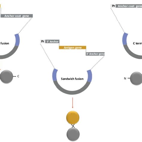 Strategy For A Recombinant Display Of Antigen On The Spore Surface The
