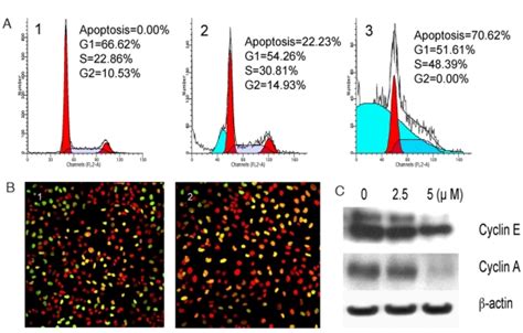 A Cambogin Induces S Phase Cell Cycle Arrest In Daoy Cell Line Daoy