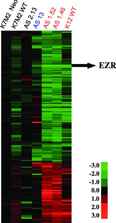Hierarchical Clustering Of 181 Differentially Expressed Cdnas Define Download Scientific
