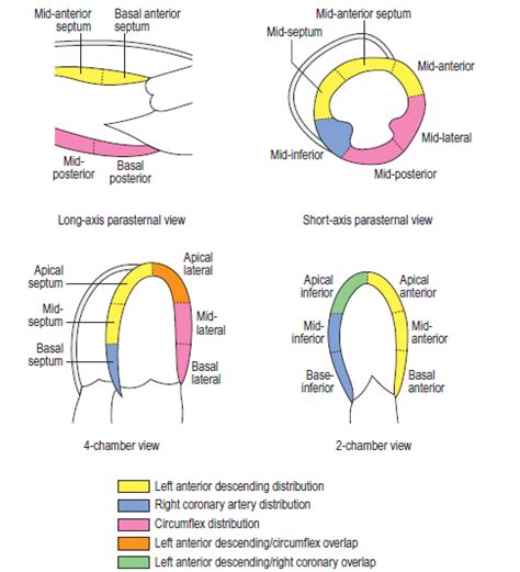 Learn Echocardiography Standard Protocol For Performing Comprehensive Echocardiogram