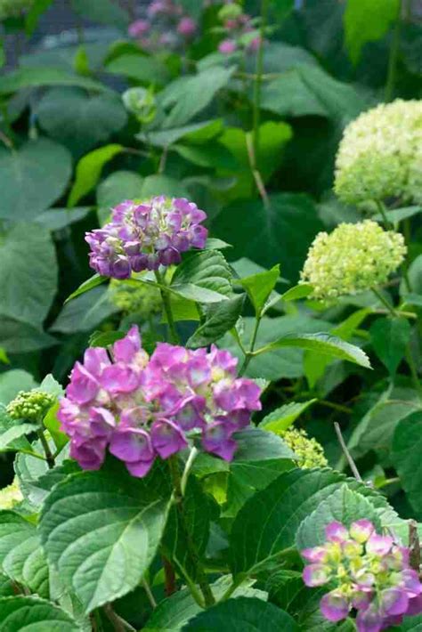Do You Deadhead Hydrangea Plants Hydrangea Love