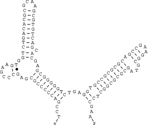 Predicted Secondary Structure Of Two Areas Of The Pmv Non Coding