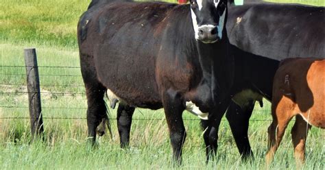 Estrus Synchronization And Artificial Insemination In Beef Cows And Heifers Cow Calf Corner