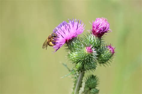 蓟 花 蜜蜂 Pixabay上的免费照片 Pixabay