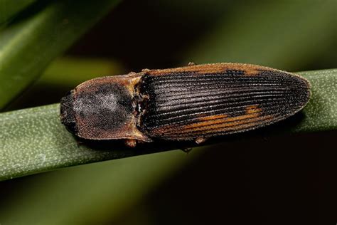 Premium Photo Adult Click Beetle