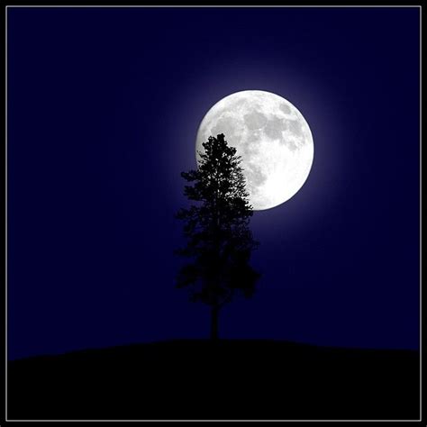 Full Moon With Tree Fantasy Tree Scenery Black Tree