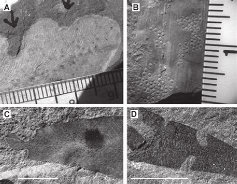 Ichnofossils A Chewed Glossopteris Leaf Margin Specimen Bpl 3 B Download Scientific