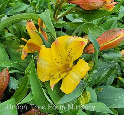 Alstroemeria Colorita Ariane Urban Tree Farm Nursery