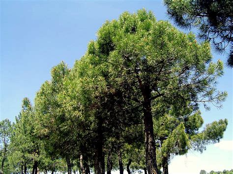 Pino Real Pinus Pinea Wiki Hoyo De Manzanares Fandom