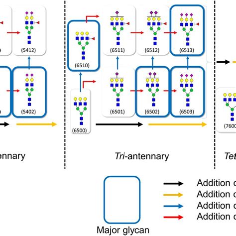 Glycan Synthesis Pathway Constructed With The Major Glycans Reported In
