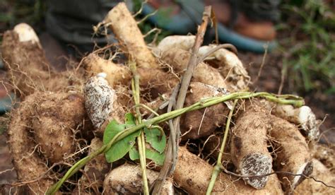 Glucomannan benefits and side effects - BodyNutrition