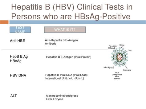 Hepatitis B Surface Antibodies Reactive At Jett Delamothe Blog