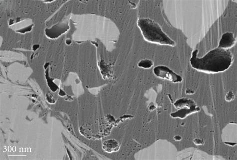 Pore Structure Of Gas Shales Using Fe Sem Technology A Sample Jy41 Download Scientific