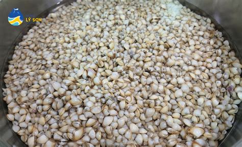 C Ch N U M N Don Qu Ng Ng I C S N Qu Ng Ng I Ngon