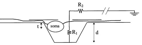A Simplified Equivalent Circuit For A Neuron In A Neurochip