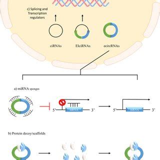 Schematic Illustration Of The Molecular Mechanisms Of Circular RNAs Download Scientific
