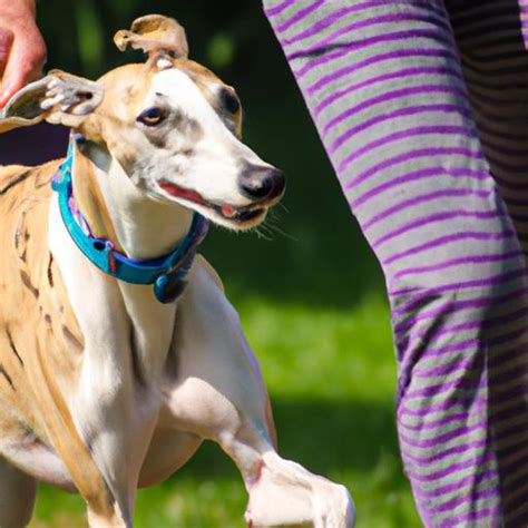 Whippet Exercise Keeping Your Whippet Happy And Healthy