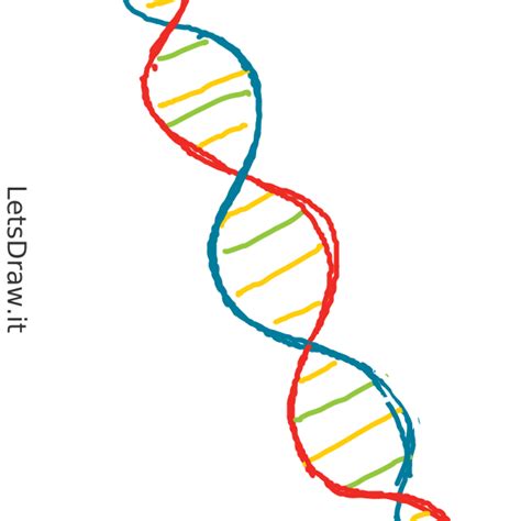 How To Draw DNA Tsqwx Xnm Png LetsDrawIt