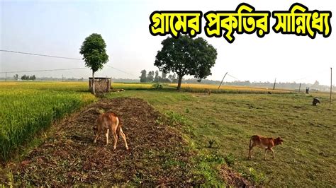 গ্রাম বাংলার অবারিত প্রকৃতির মাঝে Village Nature In Bangladesh Youtube